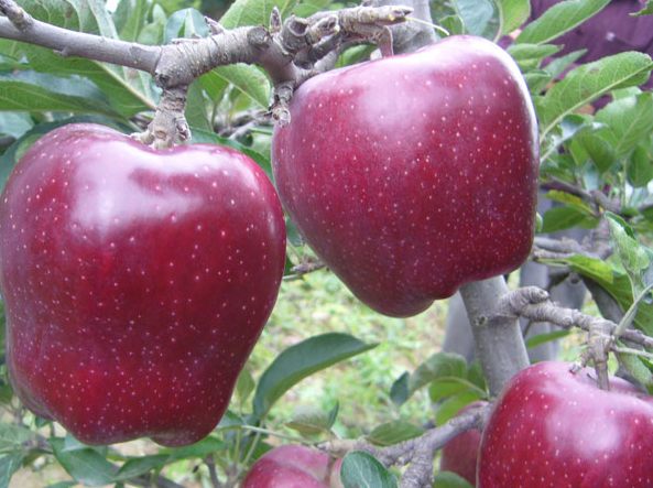 Red Star-Apple-Fresh fruits and Vegetables-Jining Kaima Import and ...