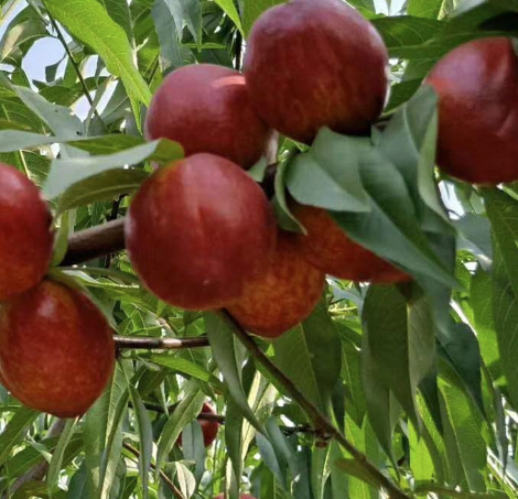 Fresh Nectarine-Nectarine-Fresh fruits and Vegetables-Jining Kaima ...